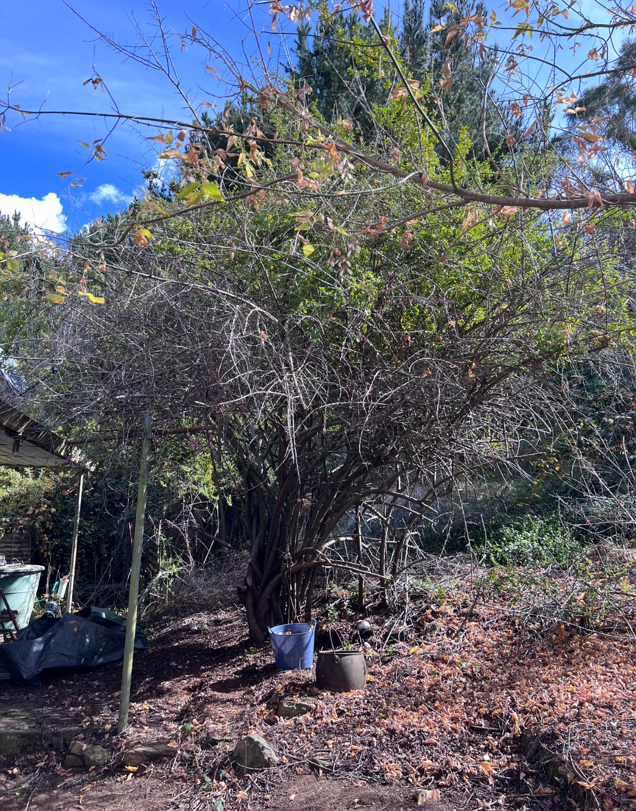 It’s more of a hobby… – Fat Bunny